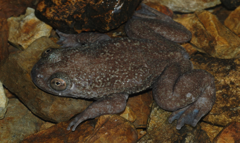 Philippine Flat-Headed Frog - Christians in Conservation ...