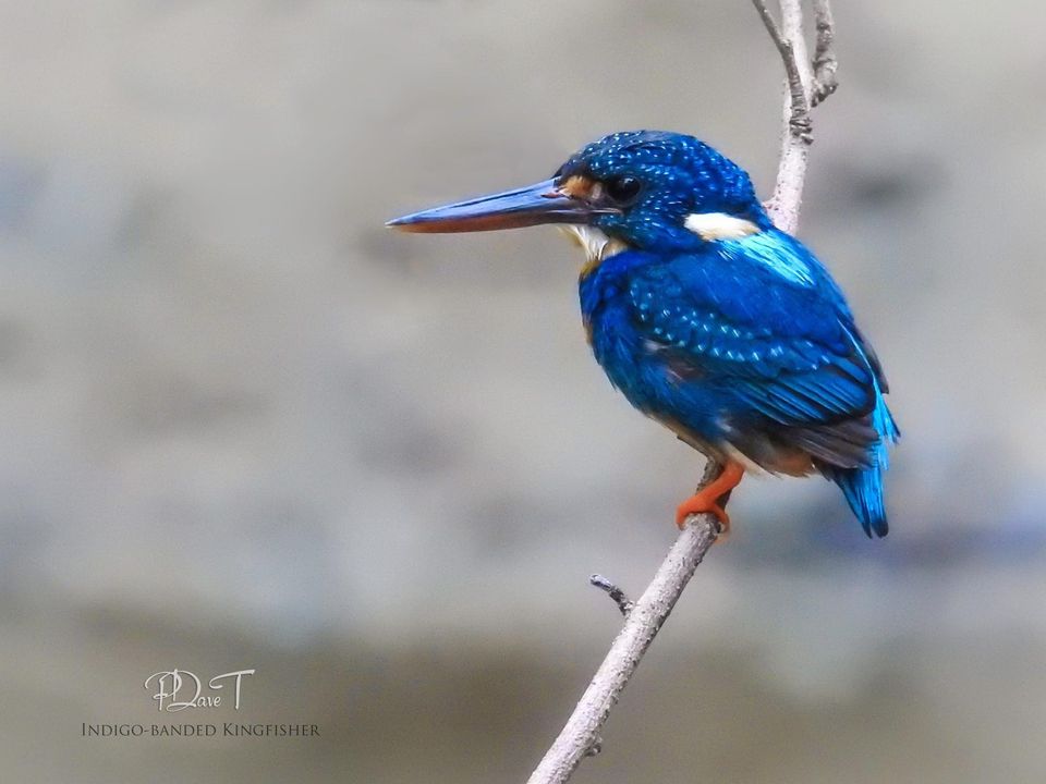 Daily Bird - Christians in Conservation PhilippinesChristians in ...
