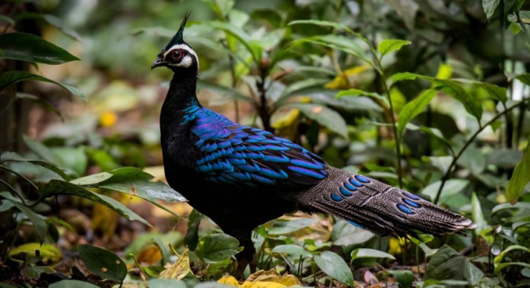 Palawan Peacock-Pheasant - Christians in Conservation ...
