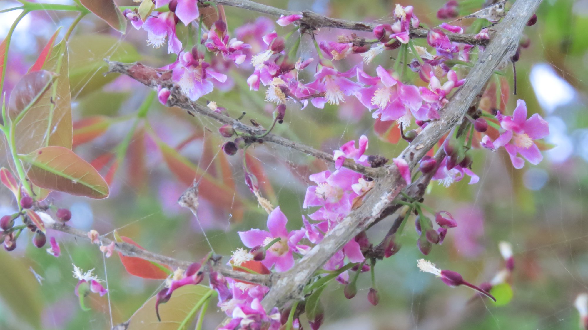 Tree-Bute - Christians in Conservation PhilippinesChristians in ...