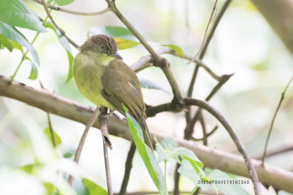 Daily Bird - Christians in Conservation PhilippinesChristians in ...