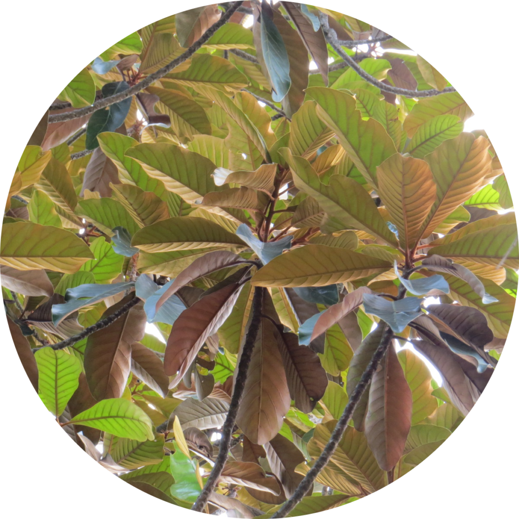 Tree-Bute - Christians in Conservation PhilippinesChristians in ...